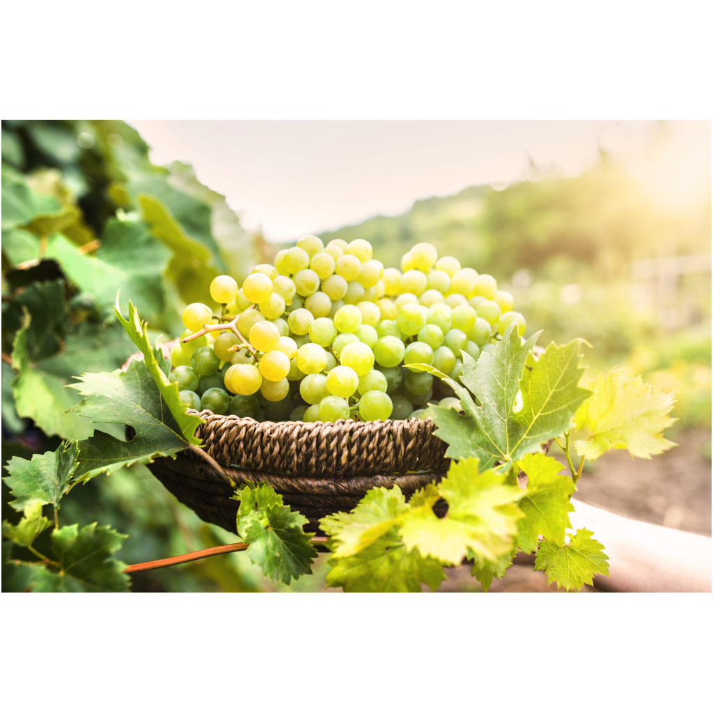Witte wijn Archieven - Good Grapes